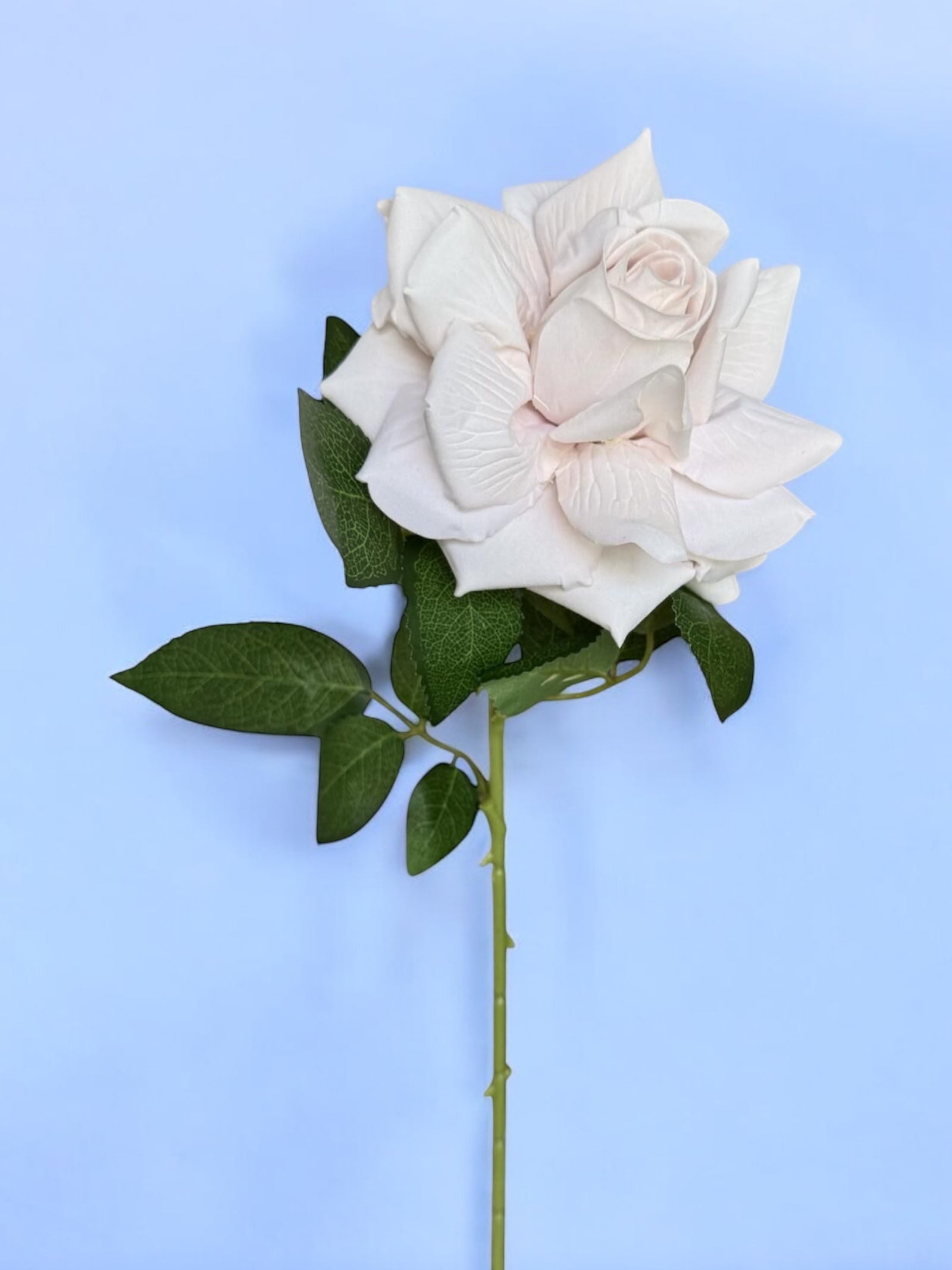 Valentine Rose Light Pink – TWIN FLORA